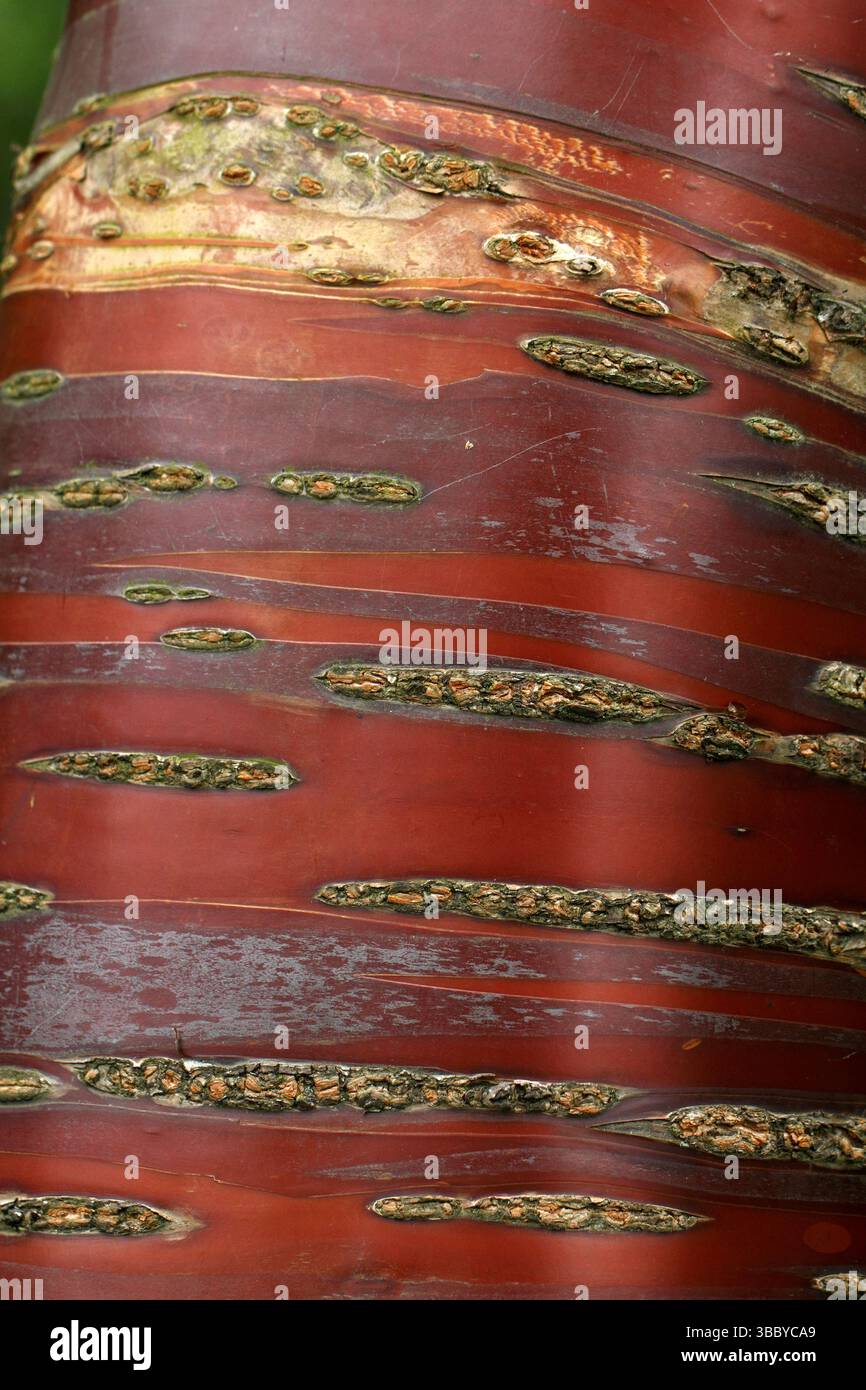 Prunus serrula. Deep red shiny bark of the Tibetan Cherry tree Stock ...
