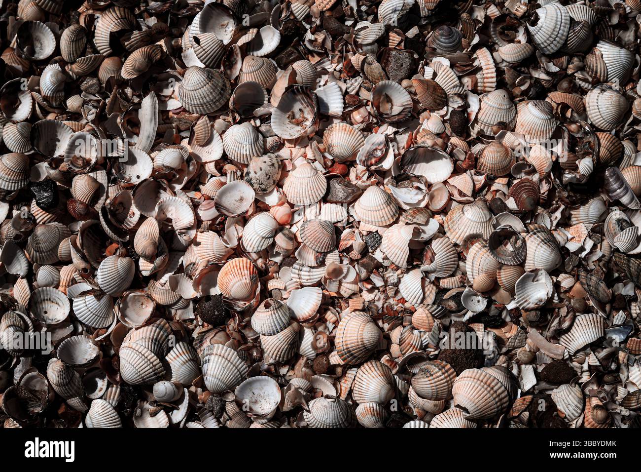 Shells on a beach shoreline in England, UK Stock Photo - Alamy