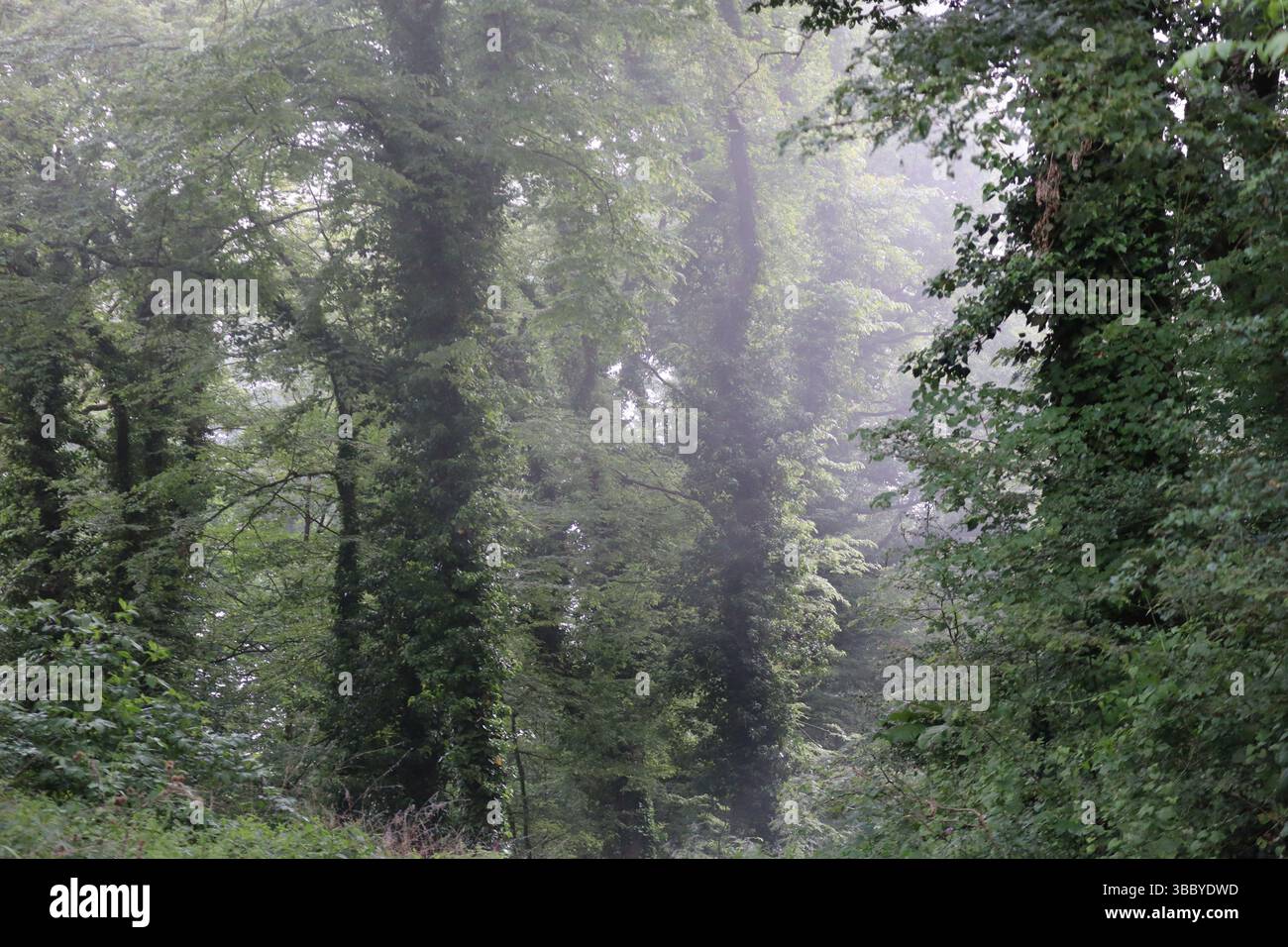 beautiful Morning fog bathes the Ivy forest in a new Light Stock Photo ...