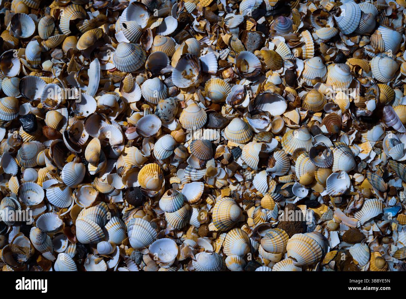 Shells on a beach shoreline in England, UK Stock Photo - Alamy