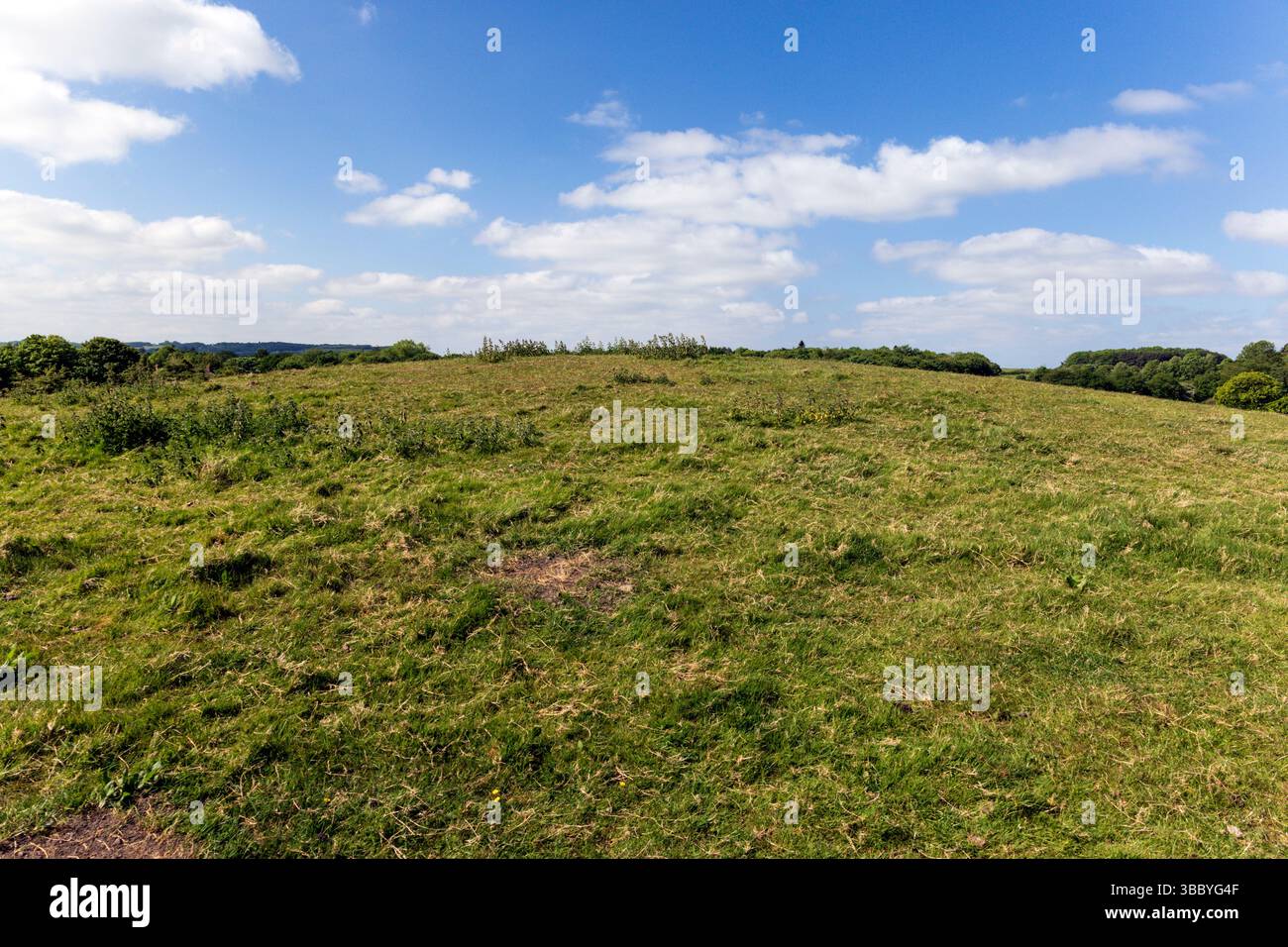Boars den hi-res stock photography and images - Alamy