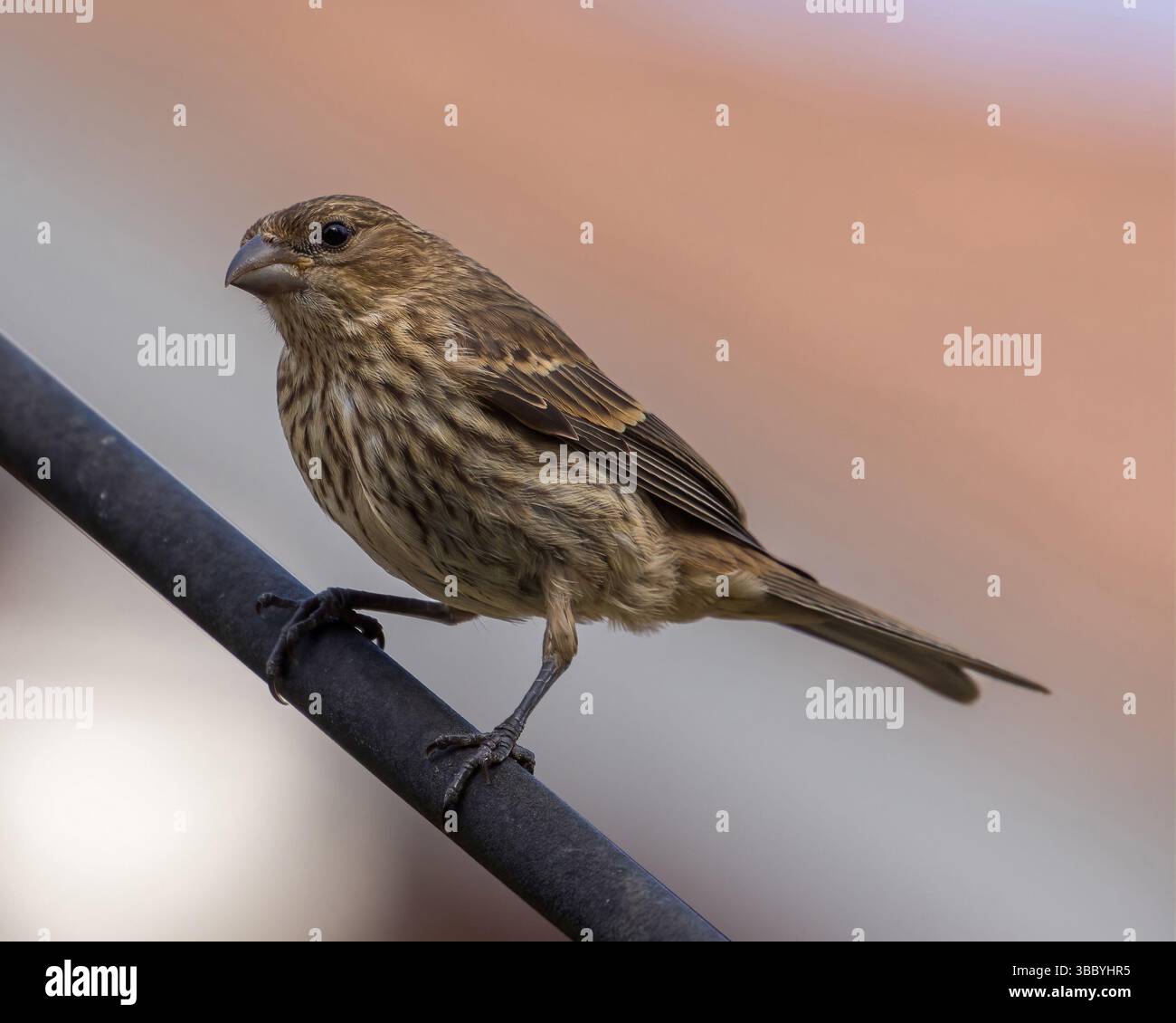House Finch female/immature. McClelland Ranch Park, Santa Clara County ...