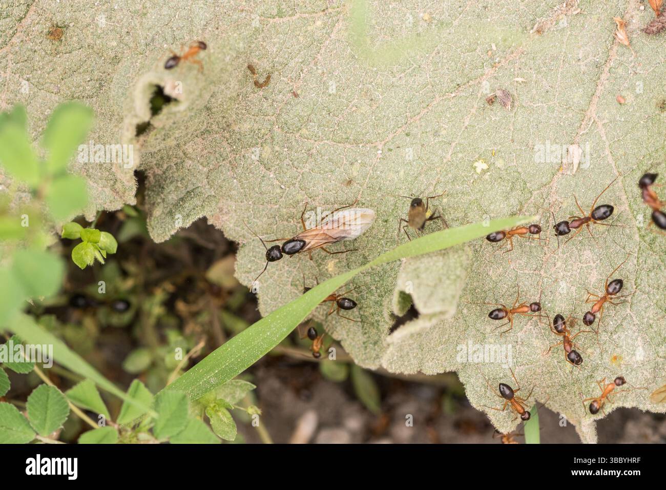 Queen Carpenter ant (Camponotus sp.) at , Tukiye Stock Photo - Alamy