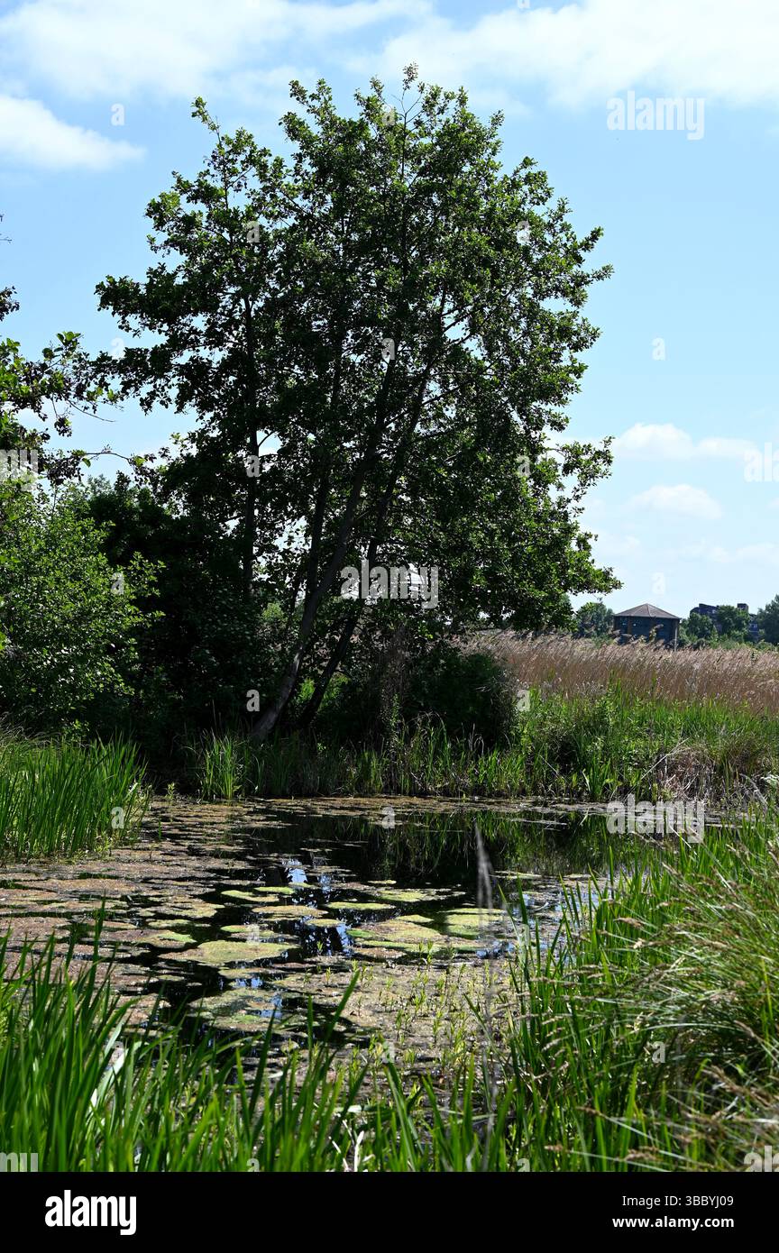 The 105 acre Wetland centre was built on 4 Victorian reservoirs . It's ...