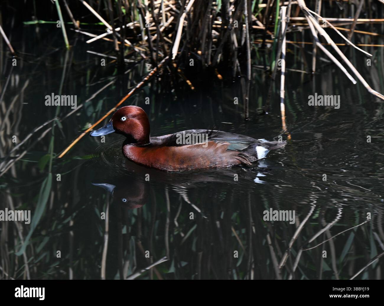 The 105 acre Wetland centre was built on 4 Victorian reservoirs . It's ...