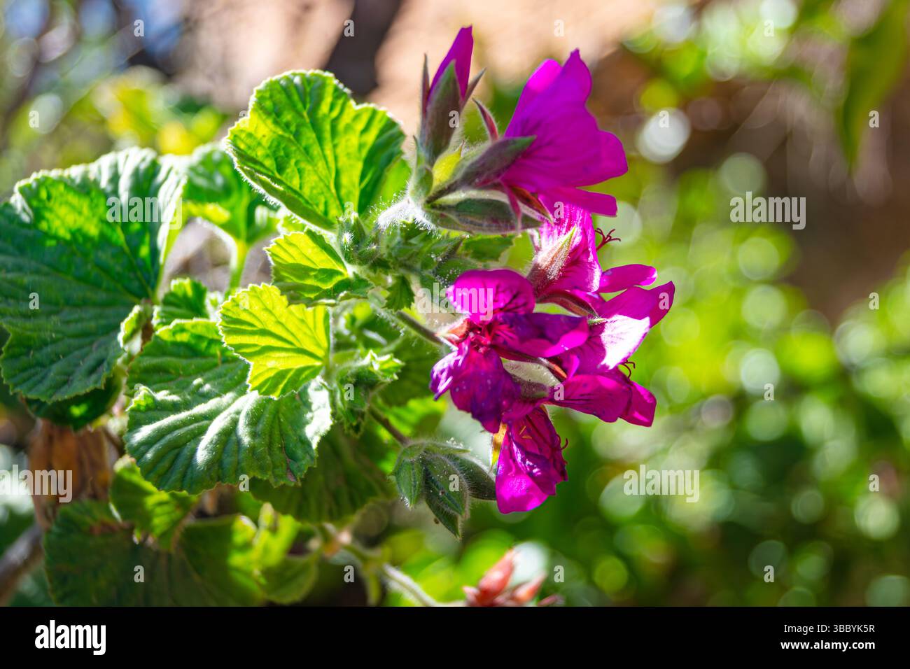 Typical violet flower of the Peruvian islands of Lake Titicaca, Peru ...