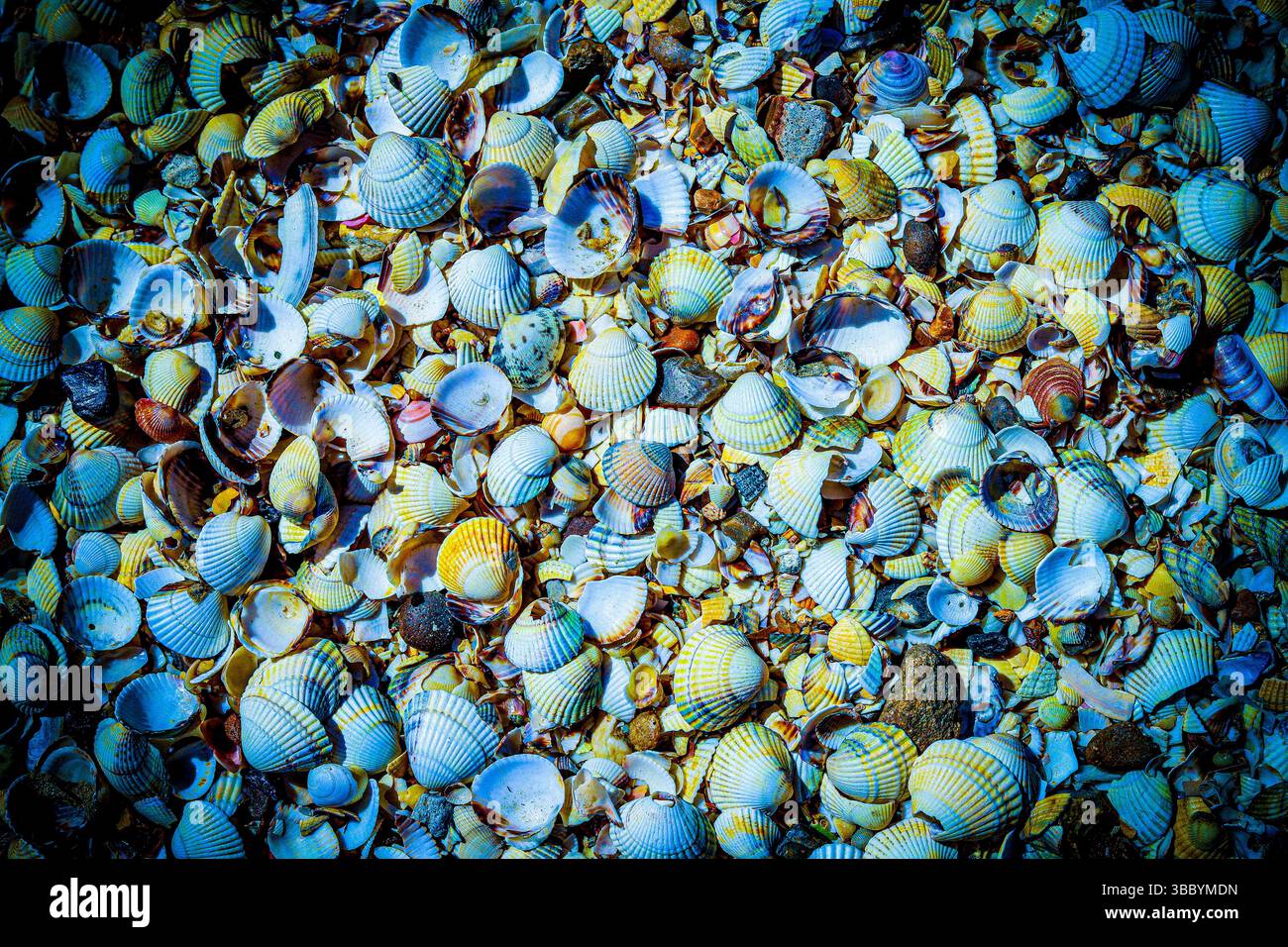 Shells on a beach shoreline in England, UK Stock Photo - Alamy