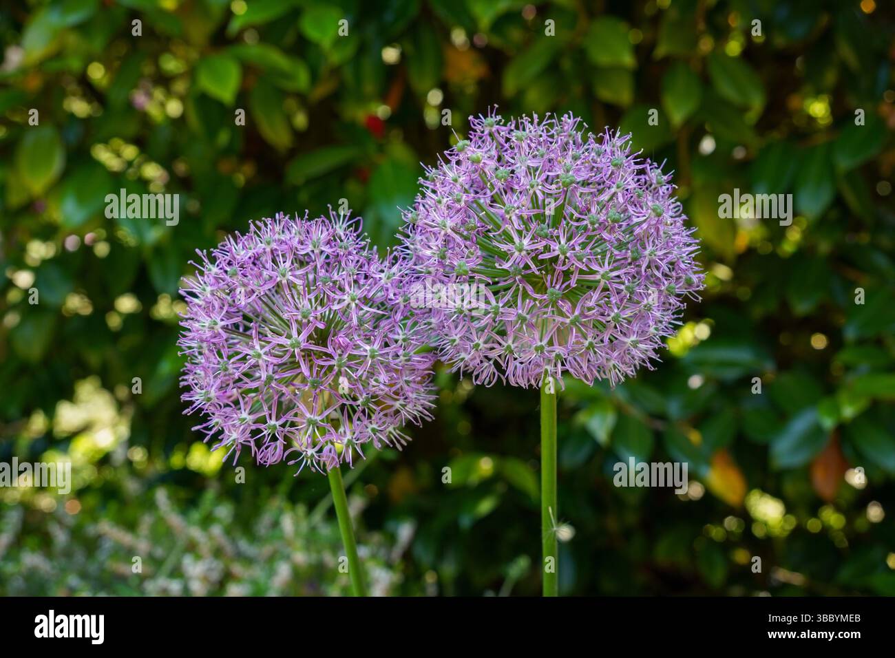 purple allium flowers during summer bloom. tall standing flowers with ...