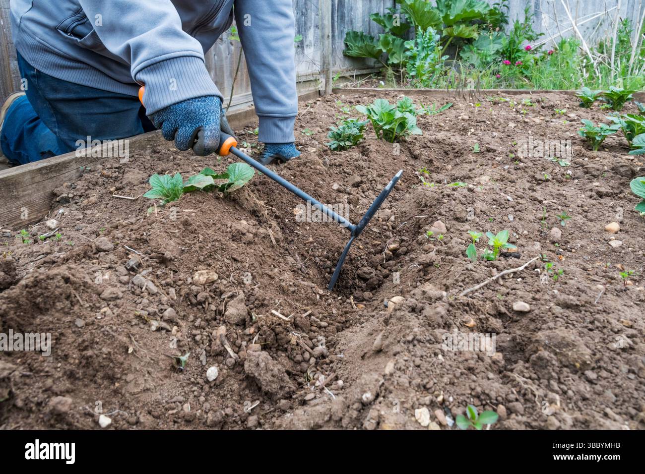 Woman earthing up a row of Charlotte potatoes in a raised bed in her ...