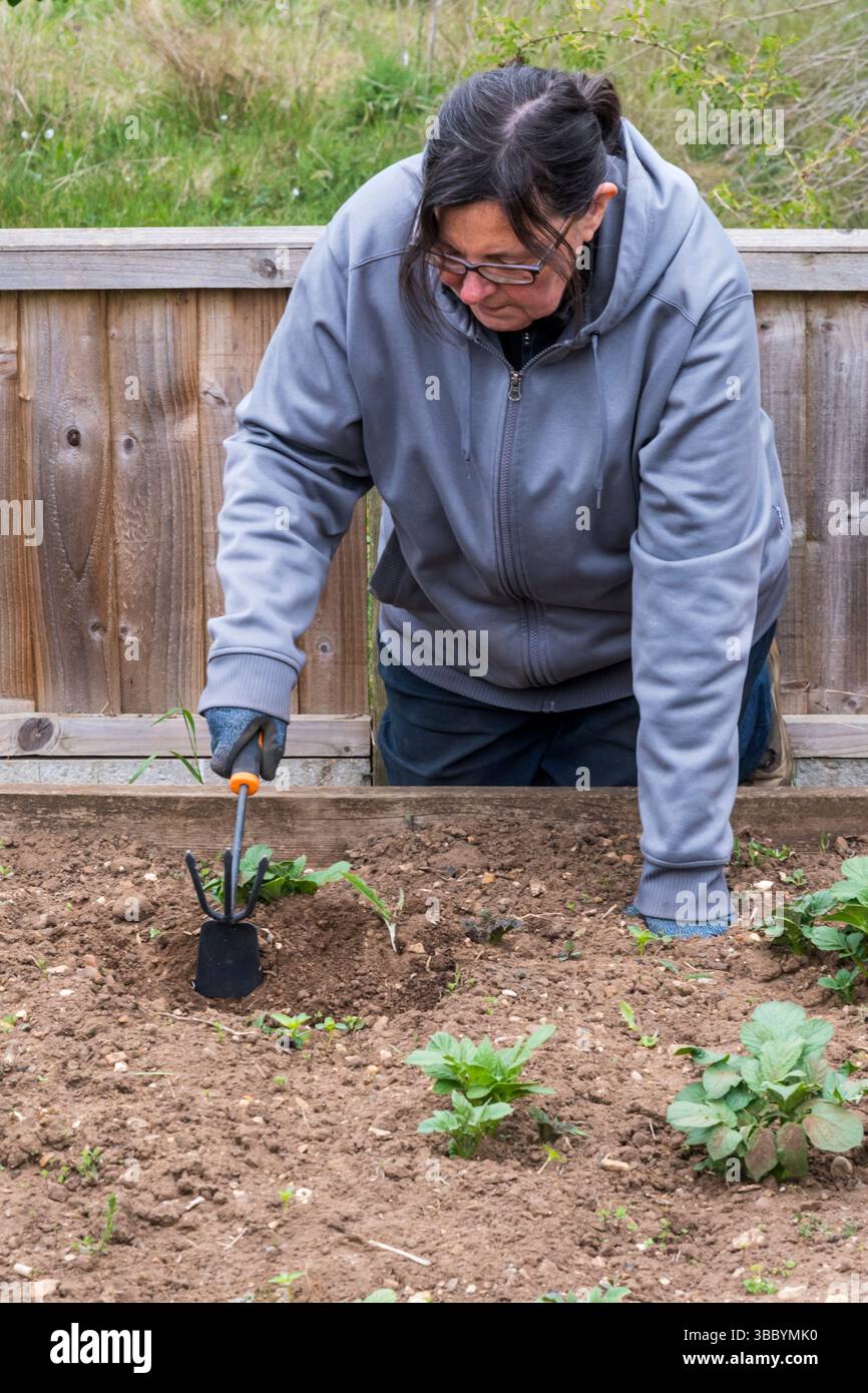 Woman earthing up a row of Charlotte potatoes in a raised bed in her ...