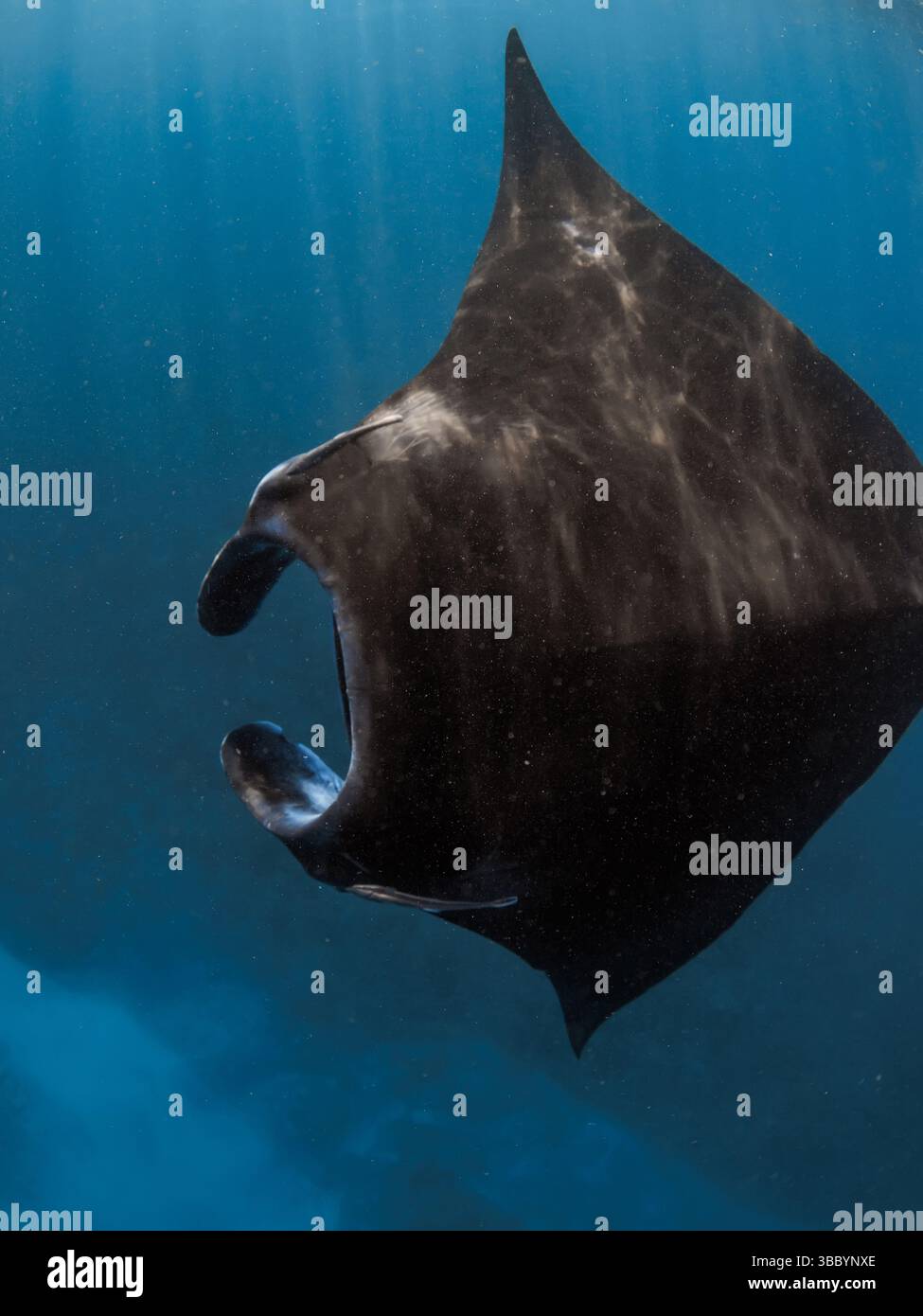 Manta ray fish swims in ocean. Snorkeling with sting ray fish in blue ...
