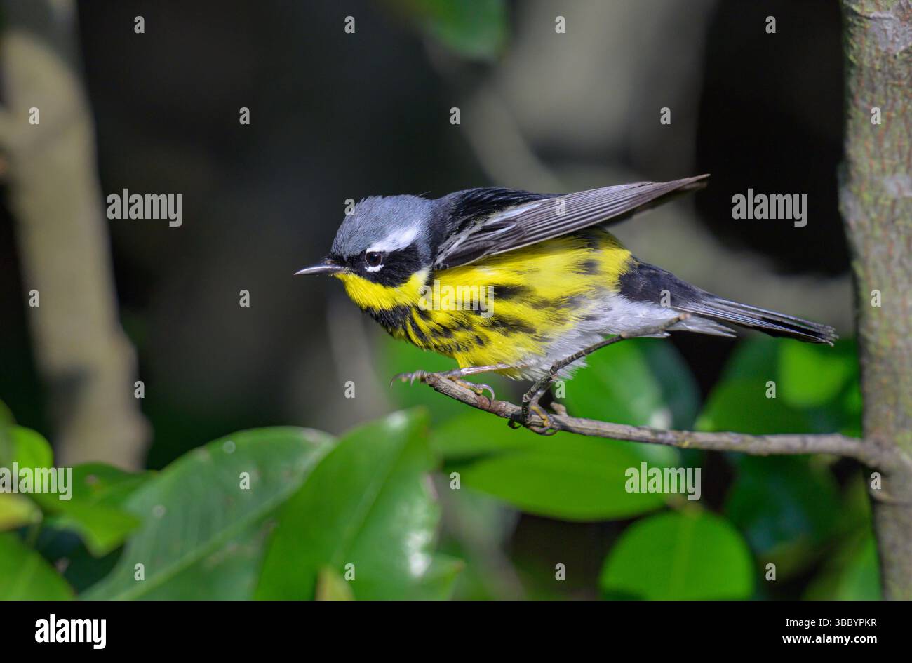 Bird fallout hi-res stock photography and images - Alamy