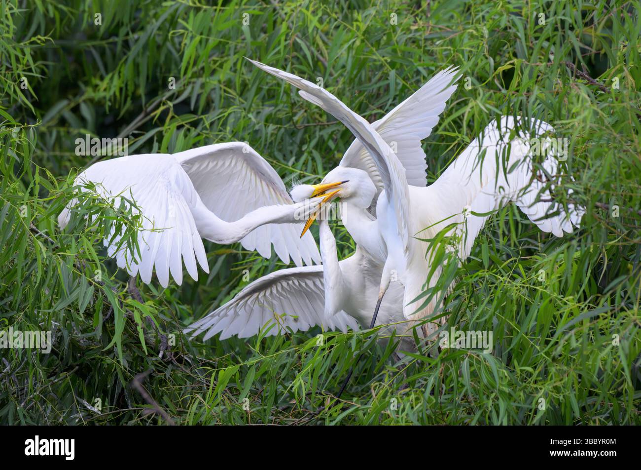 Great egret (Ardea alba) feeds elder chicks, regurgitating partially ...