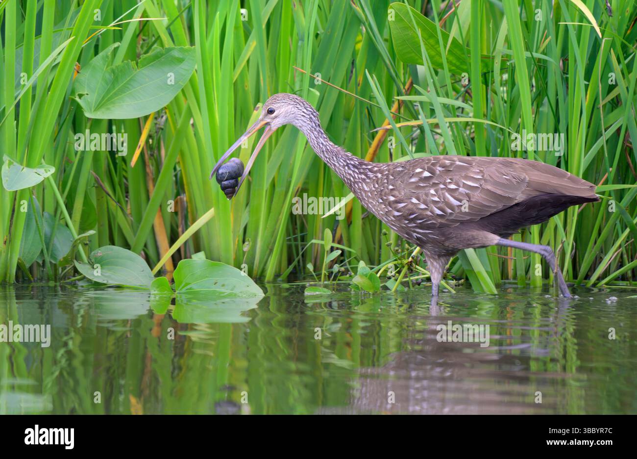 Limpkin (Aramus guarauna) bringing a Chinese Mystery Snail ...