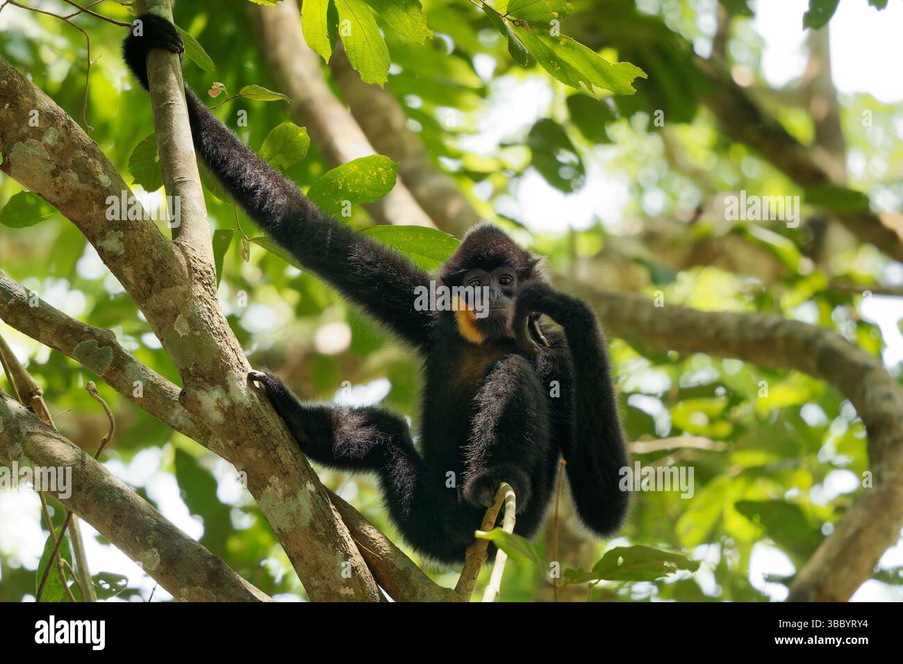 Yellow-cheeked or Golden-cheeked gibbon Nomascus (Hylobates) gabriellae ...