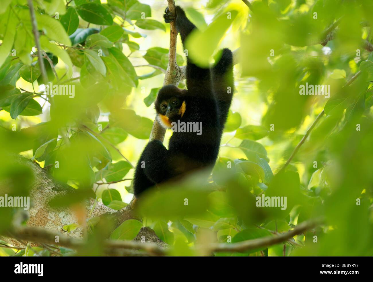 Yellow-cheeked or Golden-cheeked gibbon Nomascus (Hylobates) gabriellae ...