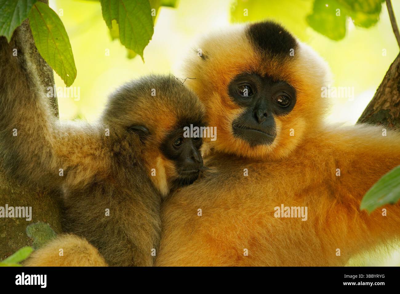 Yellow-cheeked or Golden-cheeked gibbon Nomascus (Hylobates) gabriellae ...