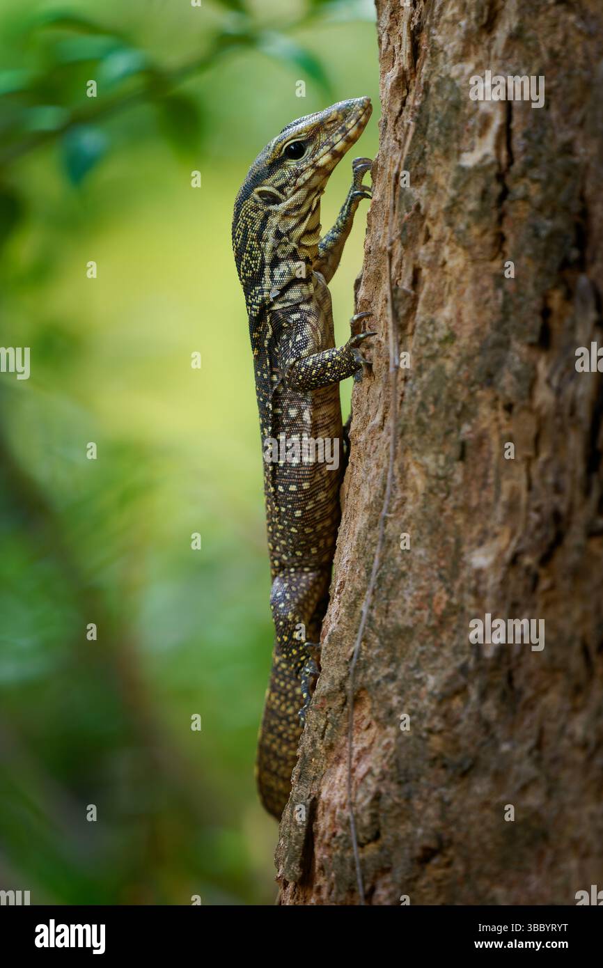 Clouded monitor Varanus nebulosus vietnamensis is monitor lizard native ...