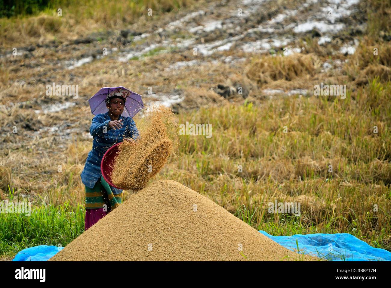 A farmer dries rice in a paddy field on the outskirts of Guwahati, India, Saturday, May 17, 2025 ...