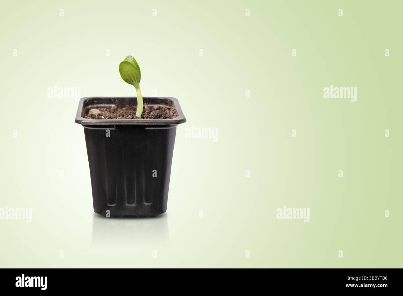 Plant growth evolution from seed to sapling. Young green seedling are ...