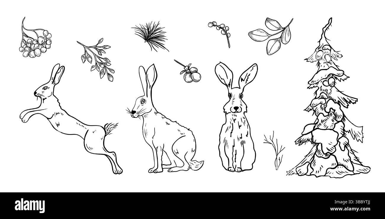 Hares and botanical clipart hand drawn black white outline vector ...