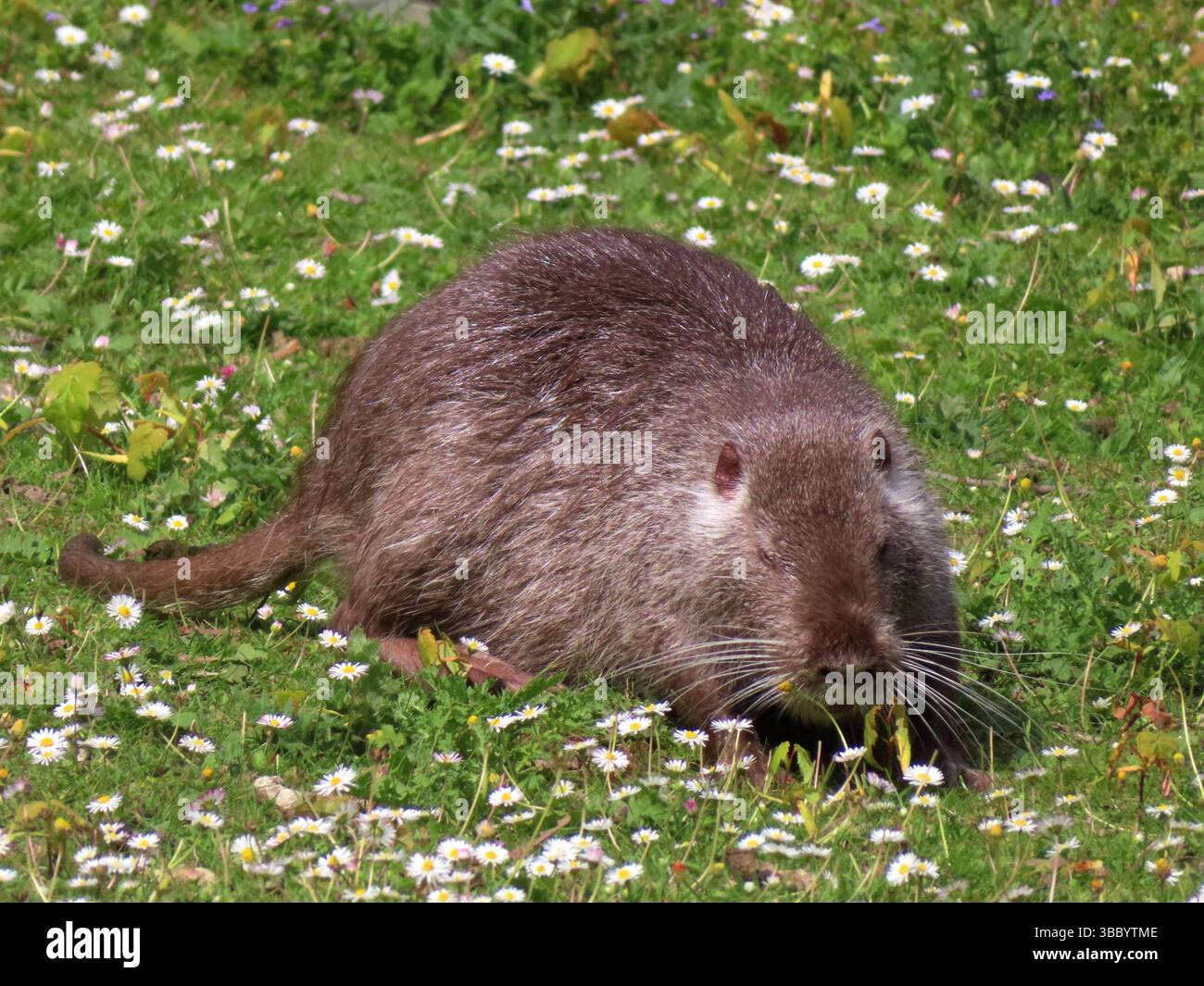 ...Nutria futtert sich unaufhoerlich durch das saftige Nahrungsangebot ...