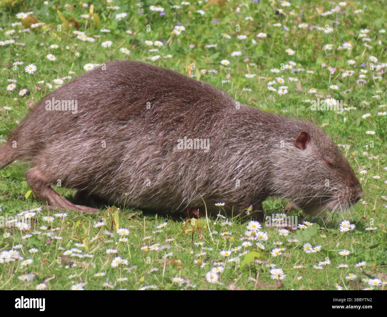 ...die Nutria streift genueßlich durch die Gaensebluemchenwiese ...