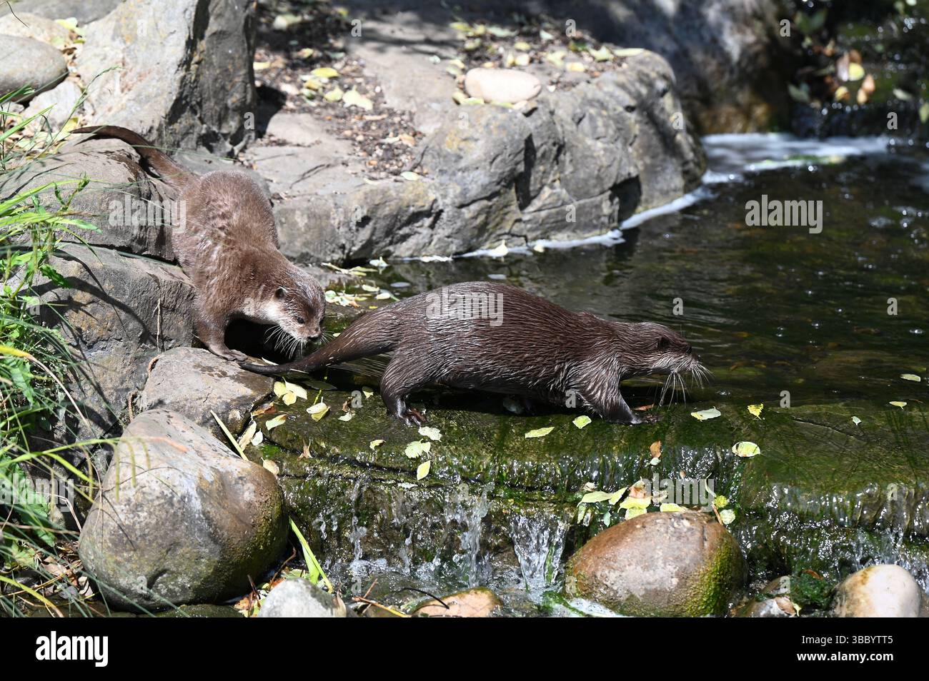 Tod and Honey , a pair of Asian small-clawed otters at London Wetlands ...