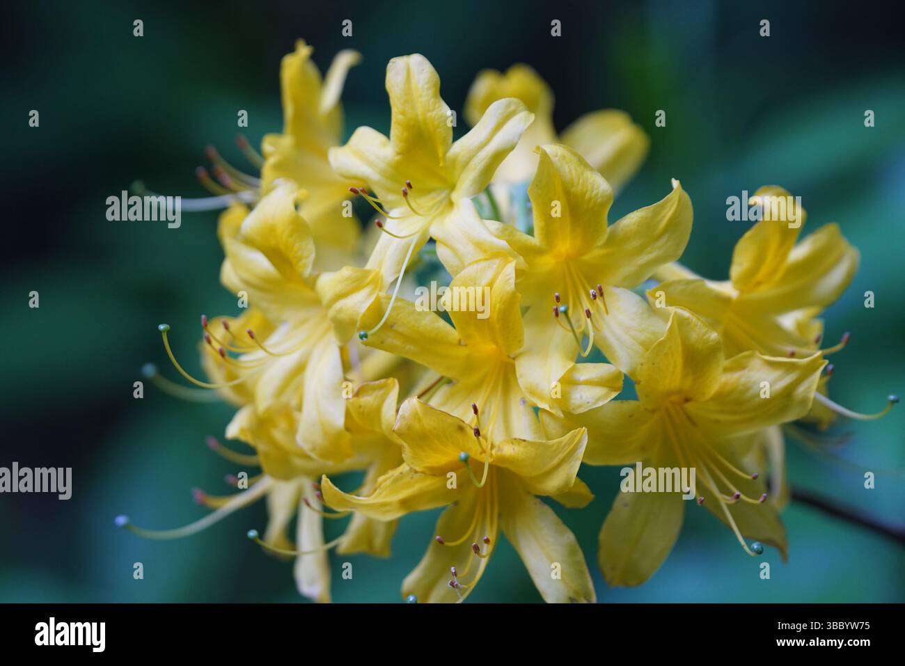 Rhododendron Wood, which was created in the late 1800s by Caroline ...