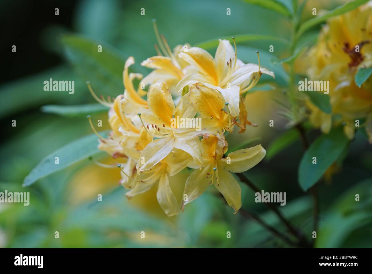 Rhododendron Wood, which was created in the late 1800s by Caroline ...