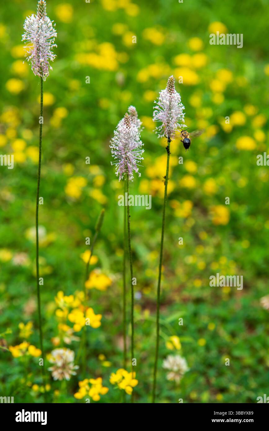 Plantago media, known as the hoary plantain, is a species of flowering ...