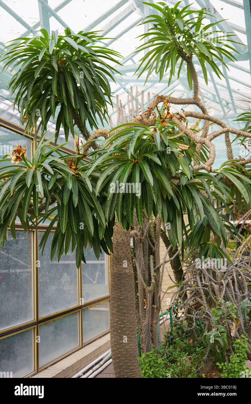 Pachypodium lamerei or Madagascar palm, succulent plant in botanical ...