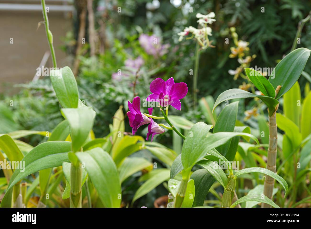 Bright purple Dendrobium bigibbum orchid flower blooming in garden or ...