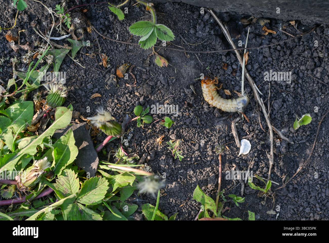 Rhino beetle larvae on ground hi-res stock photography and images - Alamy