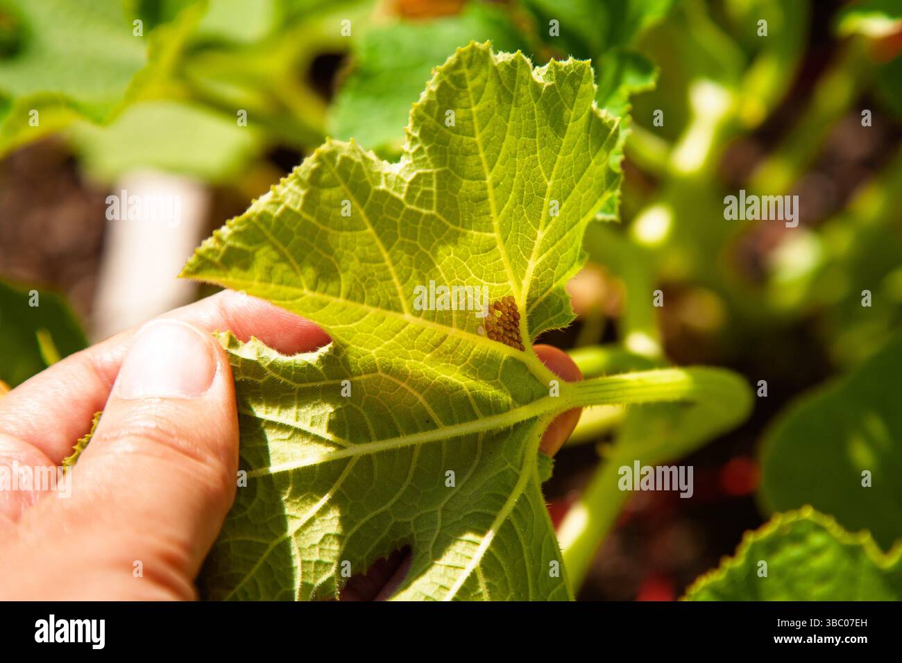 A person inspects lush green squash leaves for pests in a thriving ...