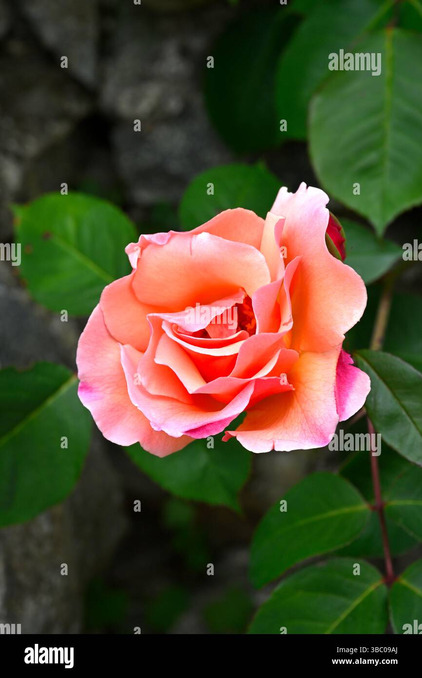 Apricot roses hi-res stock photography and images - Alamy
