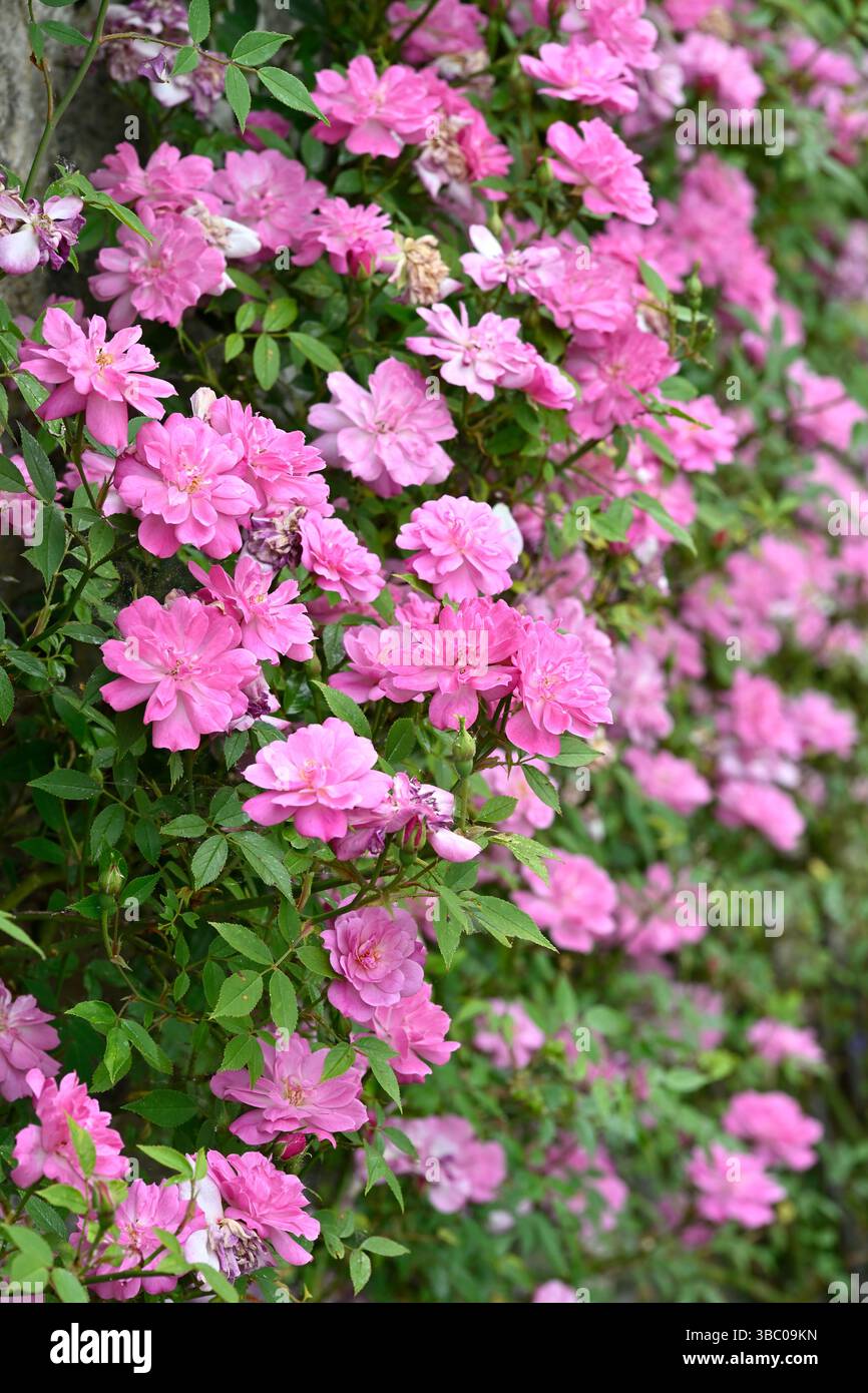 Dainty pink flowers of climbing rose Rosa 'Climbing Pompon de Paris' UK ...