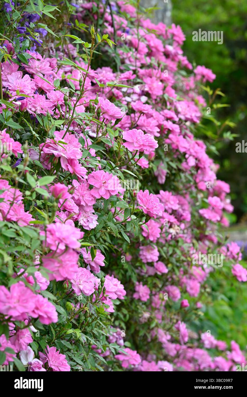Dainty pink flowers of climbing rose Rosa 'Climbing Pompon de Paris' UK ...