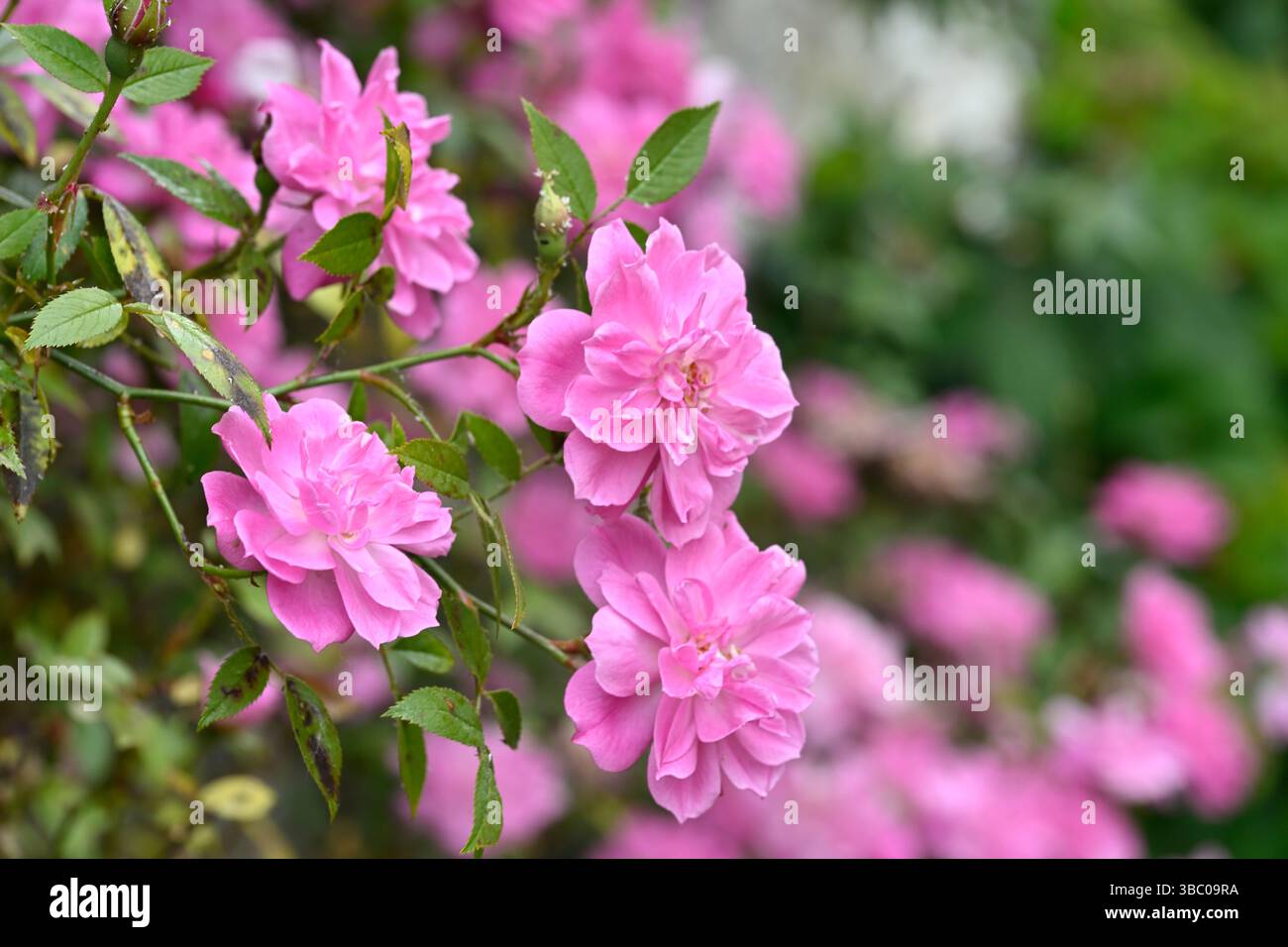 Dainty pink flowers of climbing rose Rosa 'Climbing Pompon de Paris' UK ...