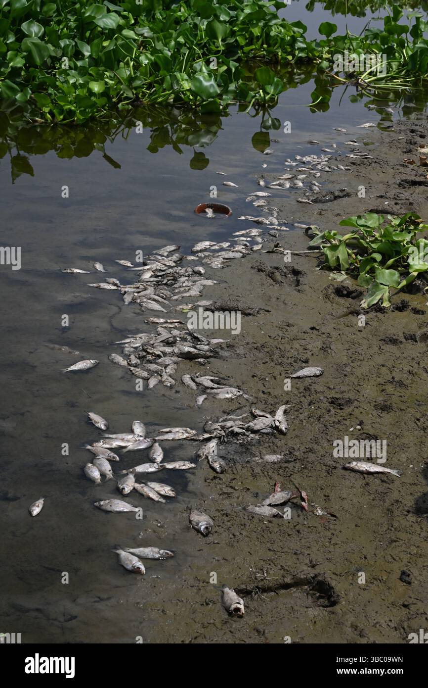 NEW DELHI, INDIA - MAY 17: Several dead fishes seen floating around the ...