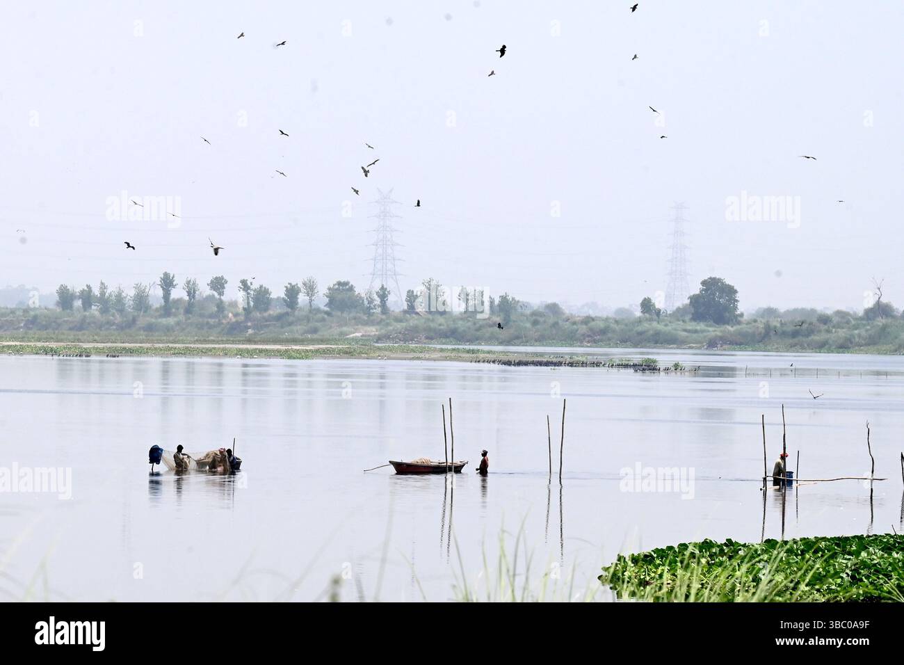 NEW DELHI, INDIA - MAY 17: Several dead fishes seen floating around the ...