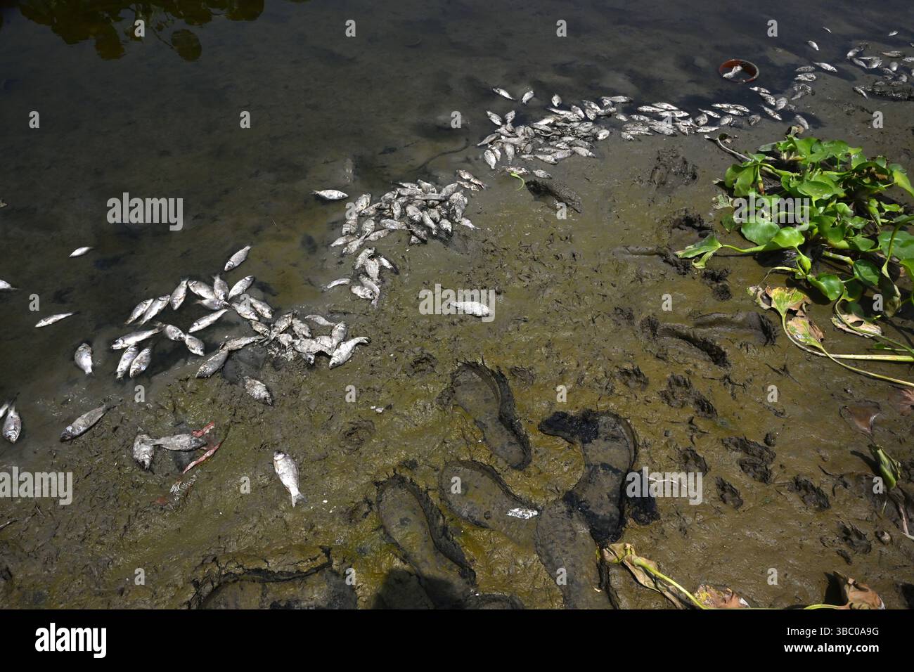 NEW DELHI, INDIA - MAY 17: Several dead fishes seen floating around the ...
