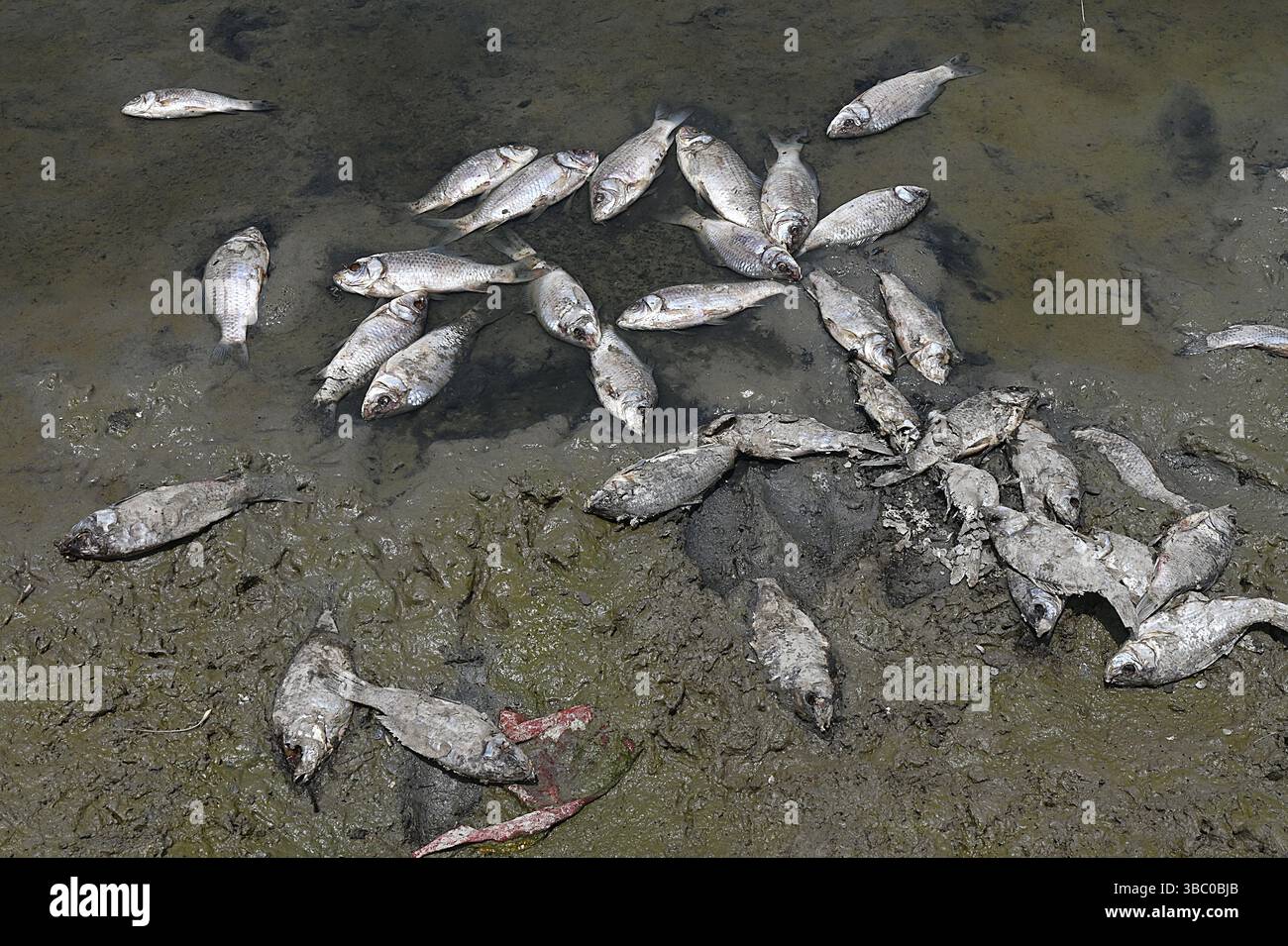 NEW DELHI, INDIA - MAY 17: Several dead fishes seen floating around the ...