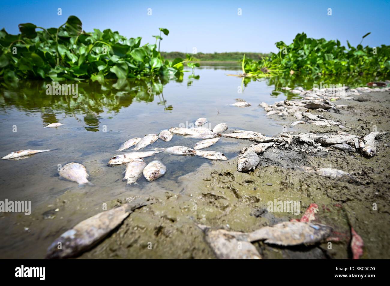 NEW DELHI, INDIA - MAY 17: Several dead fishes seen floating around the ...