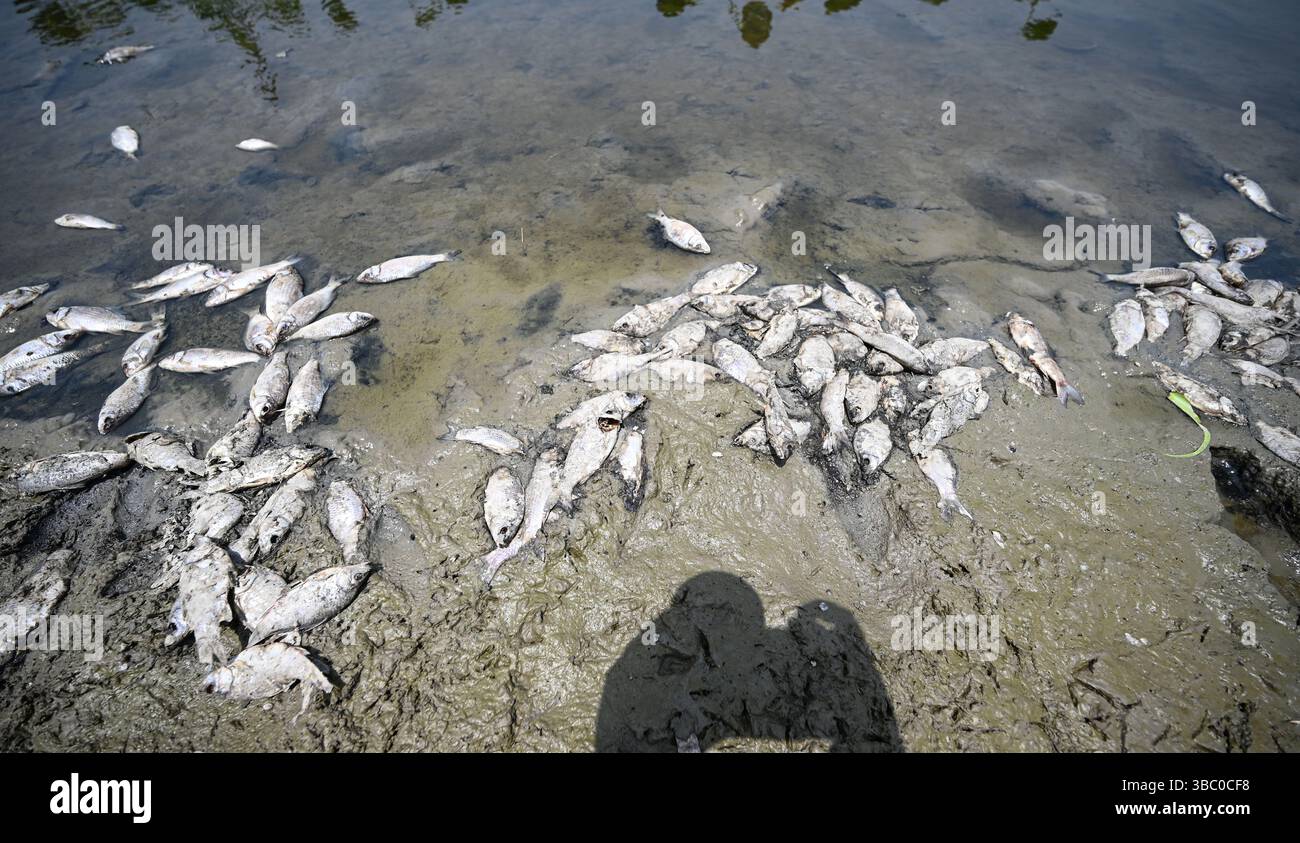 NEW DELHI, INDIA - MAY 17: Several dead fishes seen floating around the ...