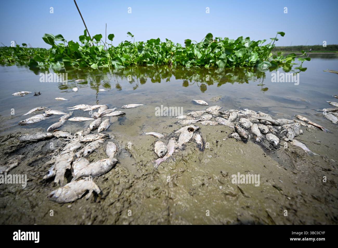 NEW DELHI, INDIA - MAY 17: Several dead fishes seen floating around the ...