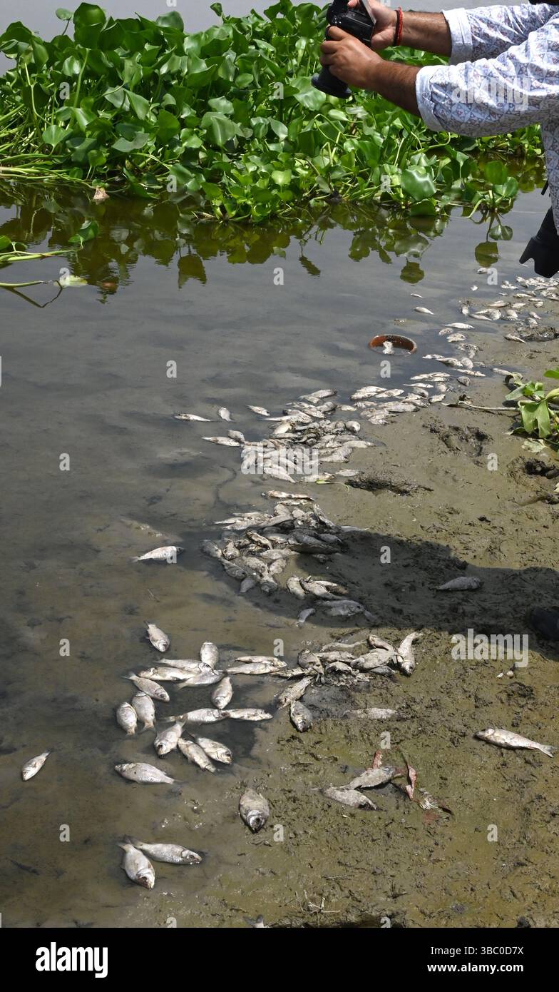 NEW DELHI, INDIA - MAY 17: Several dead fishes seen floating around the ...
