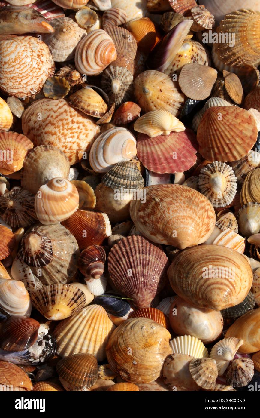 Pebble and shell Coolage Stock Photo - Alamy