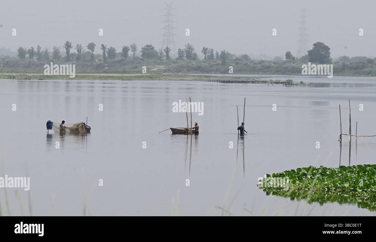 NEW DELHI, INDIA - MAY 17: Several dead fishes seen floating around the ...