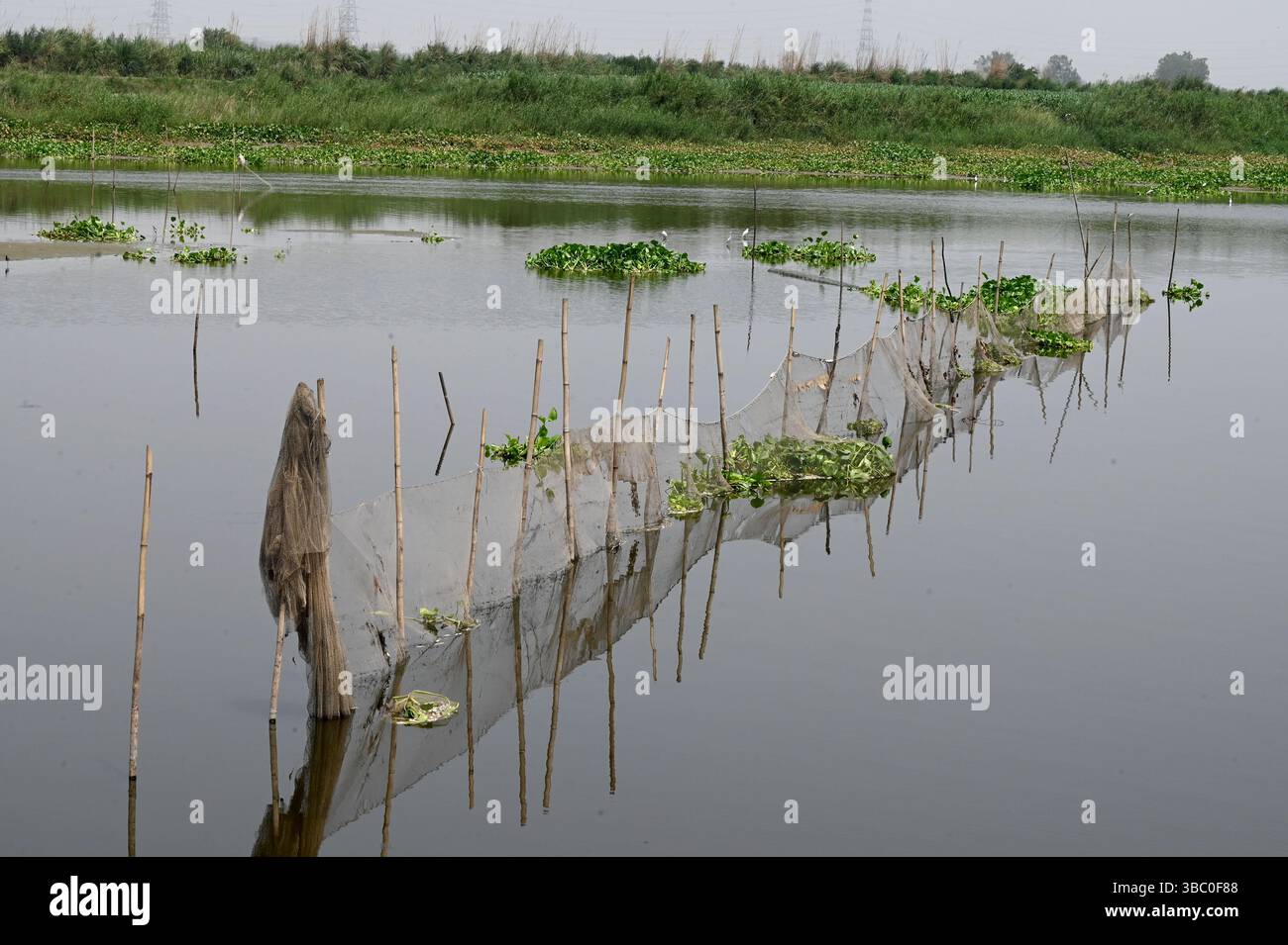 NEW DELHI, INDIA - MAY 17: Several dead fishes seen floating around the ...